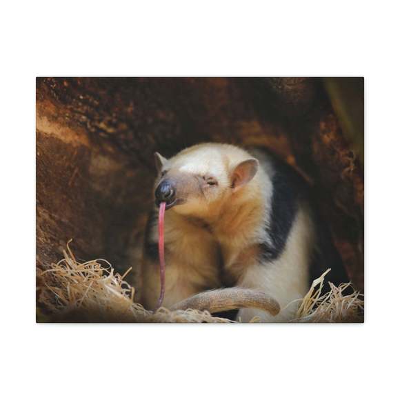 Express Your Love Gifts | Art | Anteater Long Tongue Anteater With Long ...